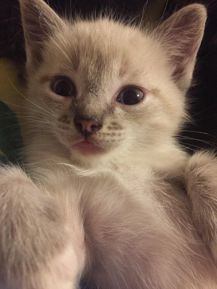 Martin is feeling cute today - 9GAG