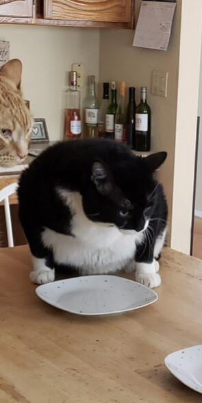 Of a cat. Meet Timothy - 9GAG