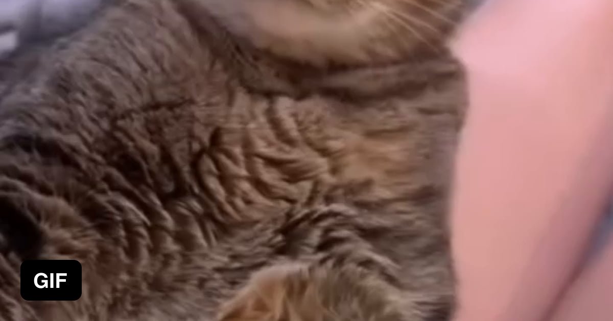 Kitties touching kitties - 9GAG