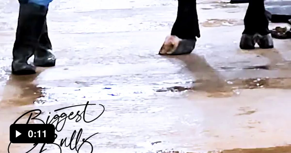 Of a bull with its 5 foot tall handler - 9GAG