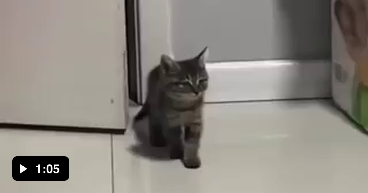 Fifty shades of meow - 9GAG