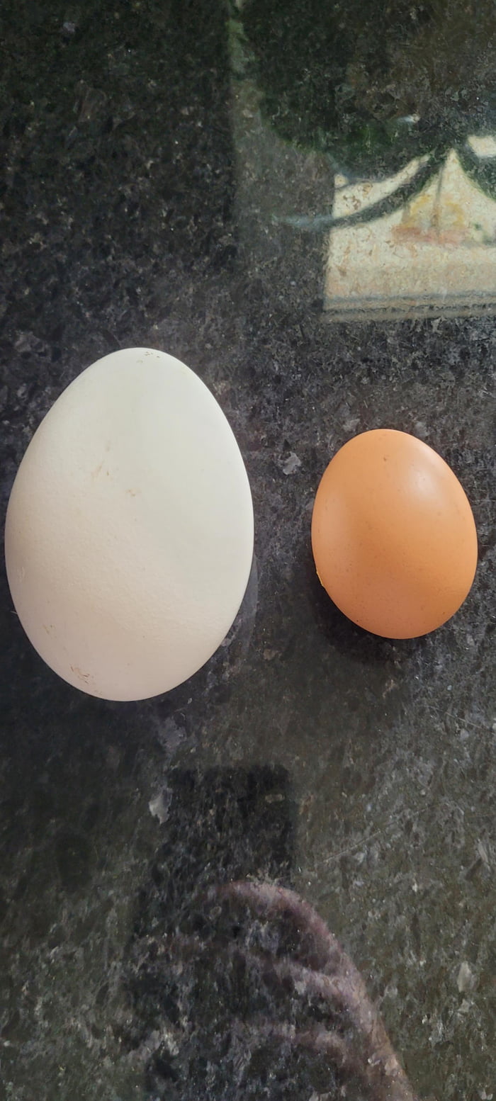 Of a goose egg (next to an average chicken egg) - 9GAG