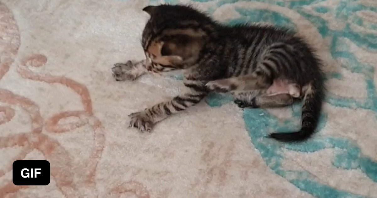 Little Kitty learning to groom himself - 9GAG