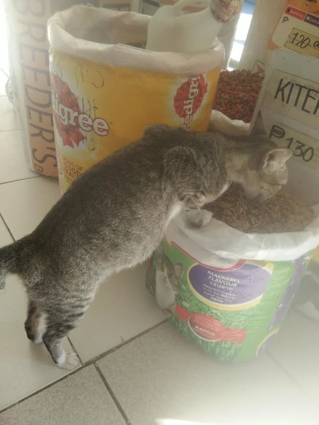 A professional cat food tester - 9GAG