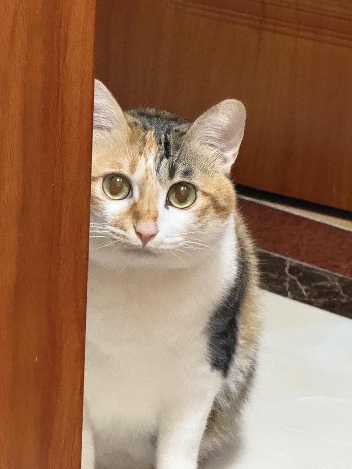 Whose little kitty is 2 years old now? - 9GAG