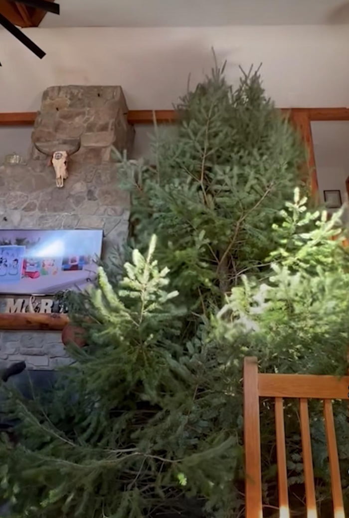 Of a Christmas Tree - 9GAG