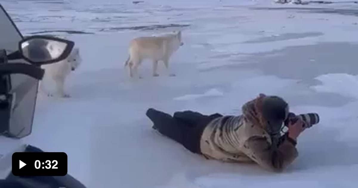 Arctic Wolves checking out wildlife photographers - 9GAG
