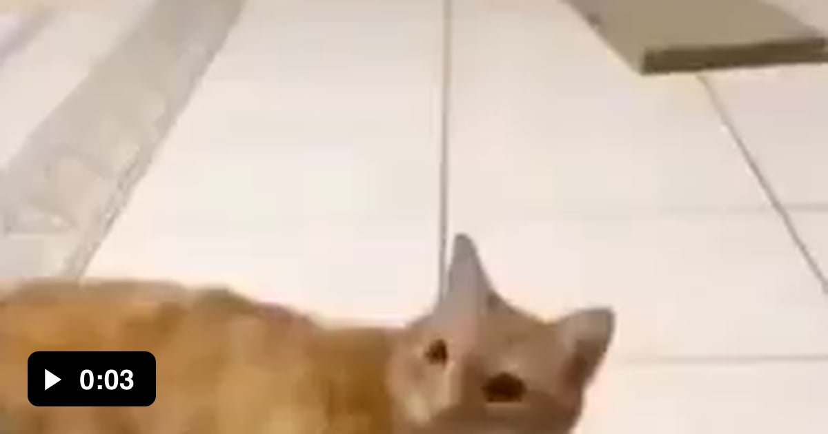 Meow? ...MEEEOOOO- - 9GAG