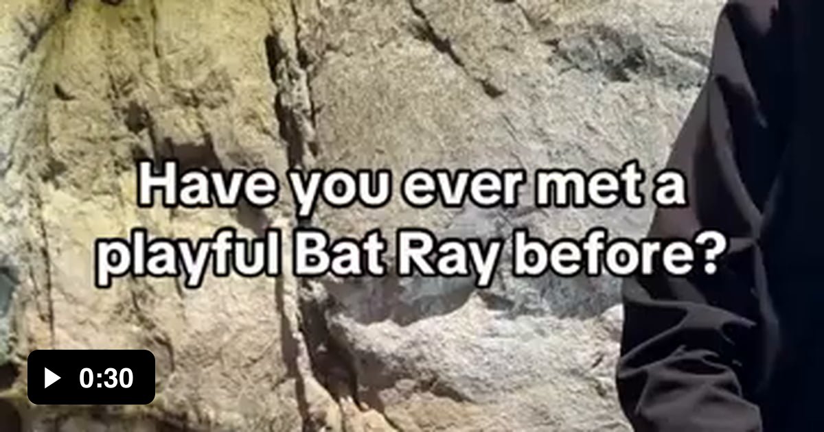 Playful Bat Ray - 9GAG
