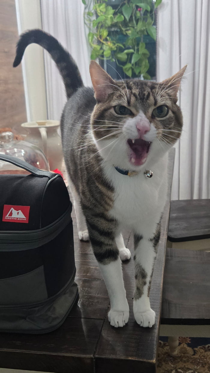 This is Kevin. We're cat sitting Kevin. We were told Kevin could be ...