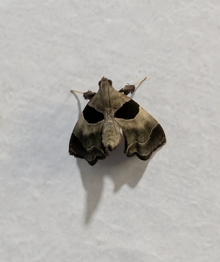 Nature's camouflage is truly incredible, these wing patterns look just ...