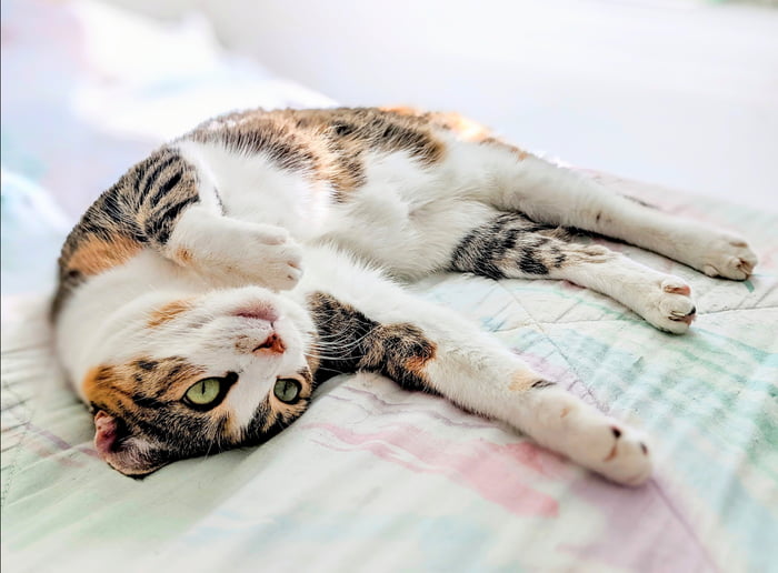 Cat.exe has crashed. - 9GAG