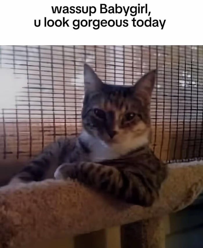 The cat is smooth. - 9GAG