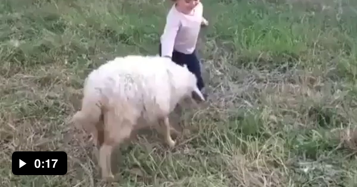 This sheep learned to calculate its strength to play without hurting this lil bro - 9GAG