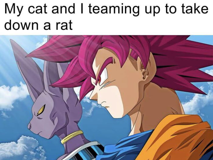 Rat knows it’s ded💀 - 9GAG