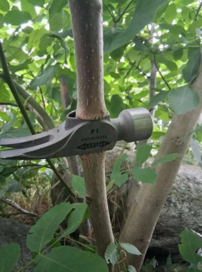 Hammer tree before harvest - 9GAG
