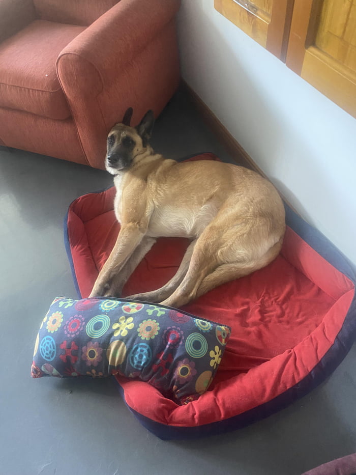 Morning strechies :3 Mako the pupper says hello internet - 9GAG