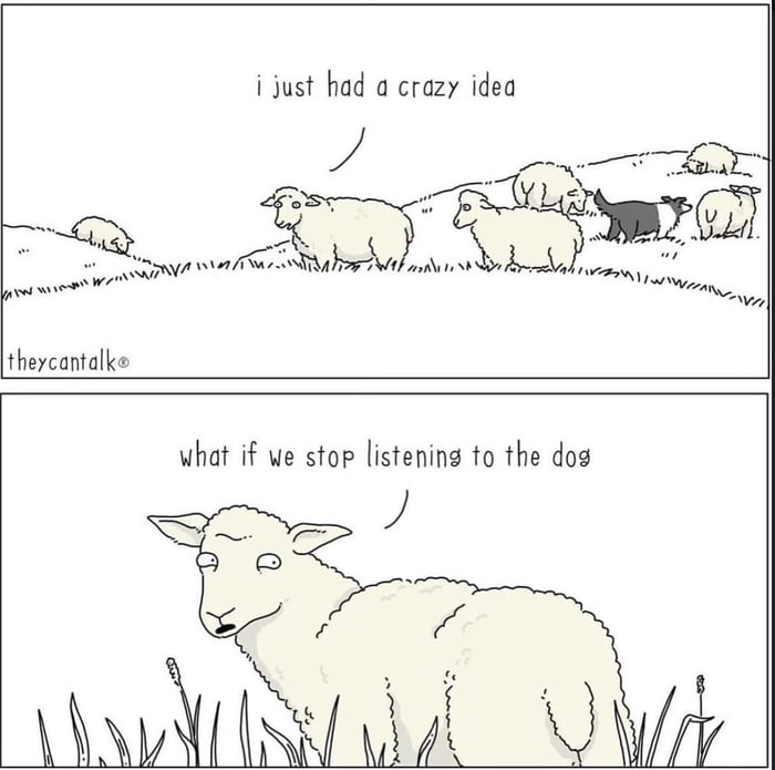 No shame in being a sheep until you get sheared. - 9GAG
