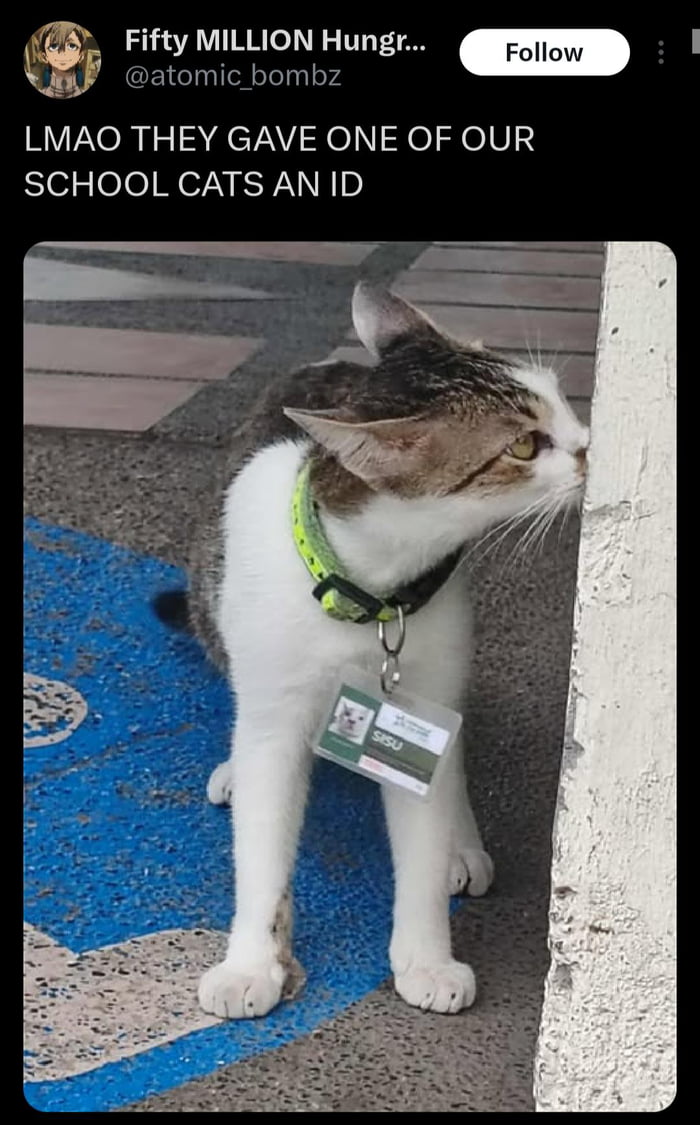 Sisu is a very important member of the faculty - 9GAG