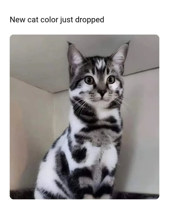 Cat software update looks great - 9GAG