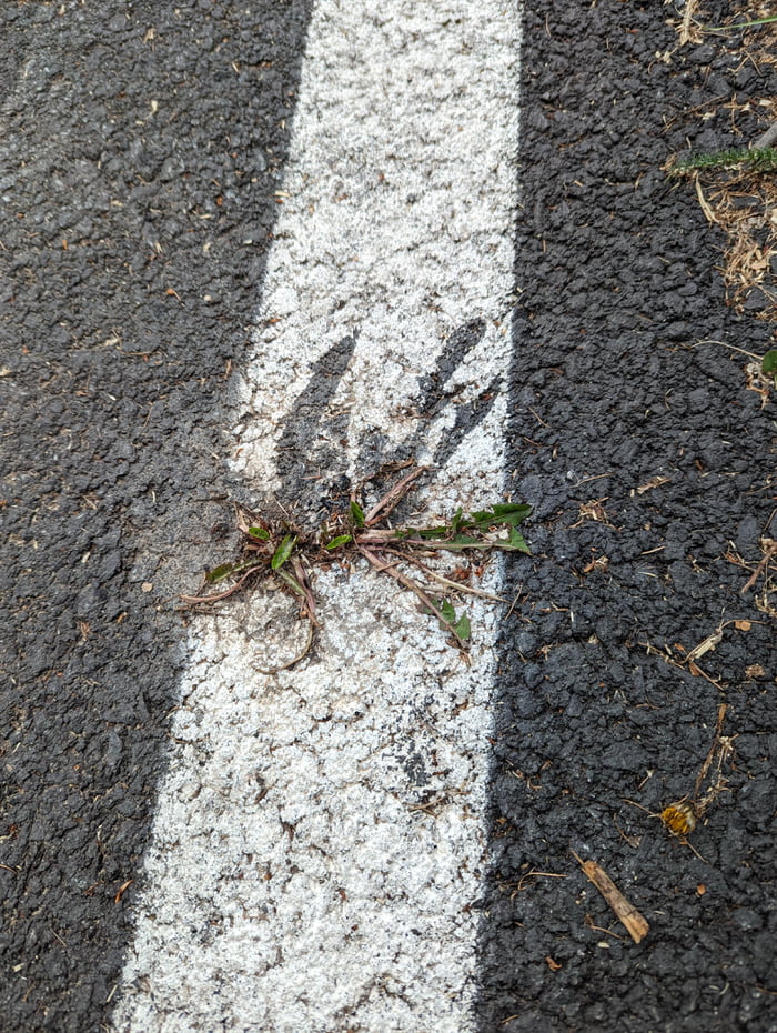 Painted the road lines, boss - 9GAG