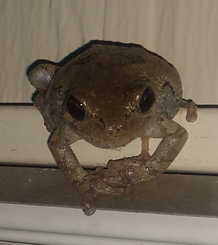 A Wednesday frog randomly appeared - 9GAG