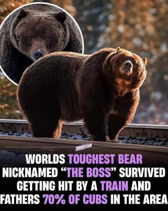 Bearacuda, the boss of all bosses - 9GAG