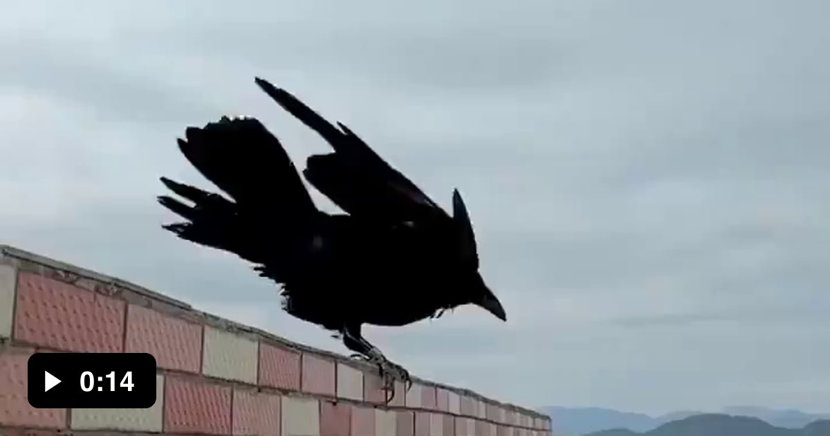 A wind surfing crow - 9GAG