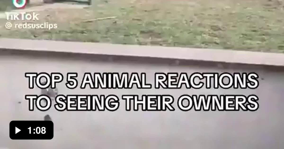 Top 5 animal reactions to seeing their owners - 9GAG