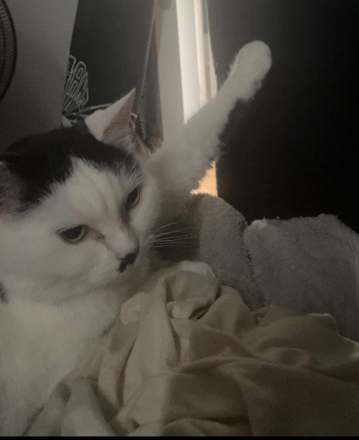 Is it normal for a cat to keep stretching like this? Little Adolph is ...