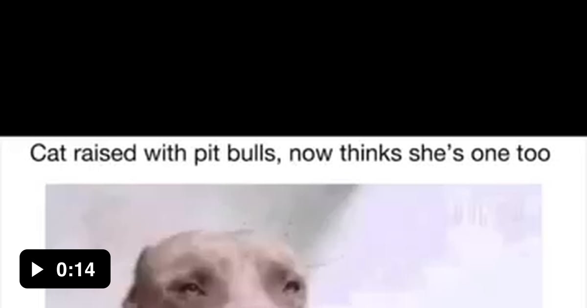 Cat bull - 9GAG