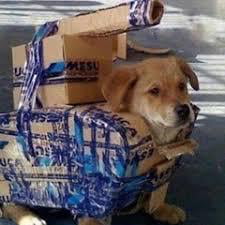 Tank dog the cutest and most dangerous boy - 9GAG