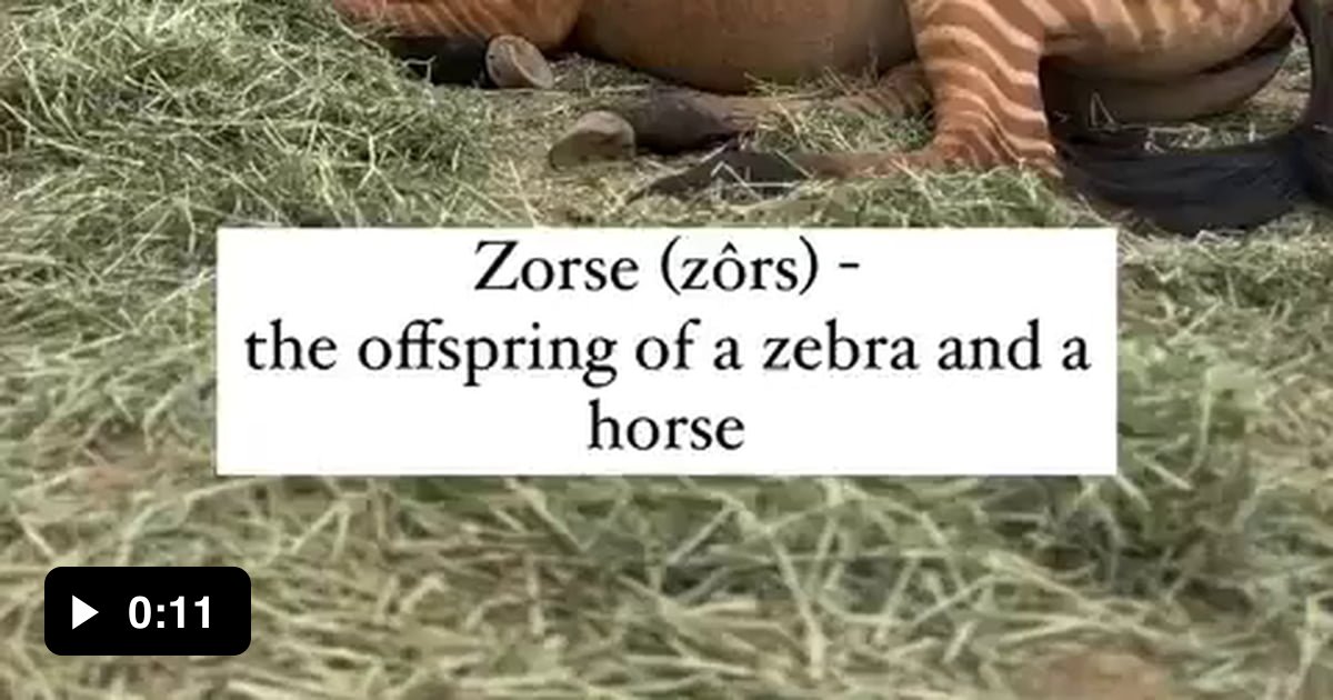 This is a Zorse. It is the offspring of a zebra stallion and a horse ...