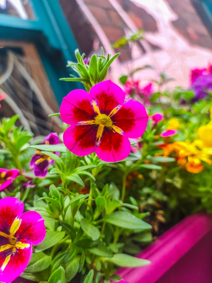 Sharing my flower gallery day 27 - 9GAG