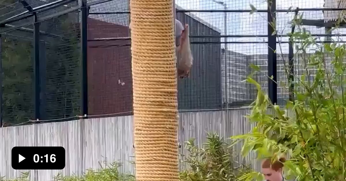 Tiger Scratching Post - 9GAG