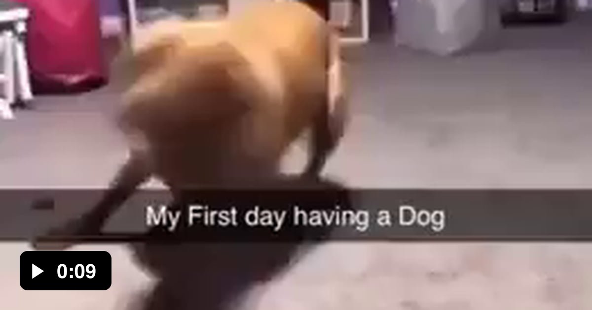 Crazy dog 💥 - 9GAG