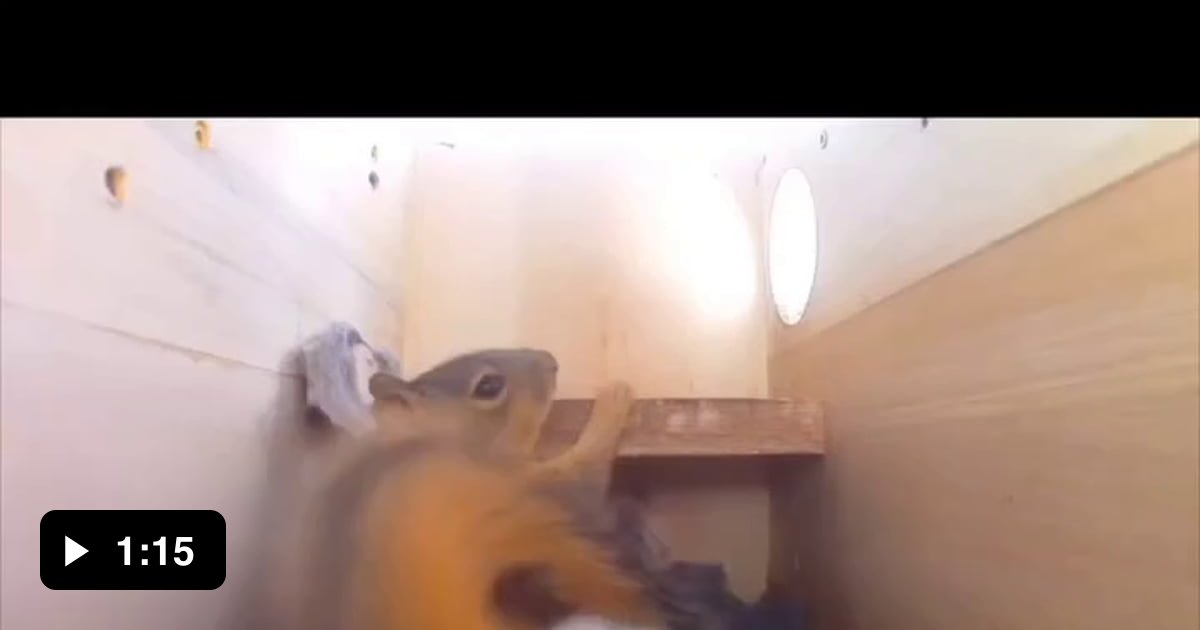 Indian squirrel: - 9GAG