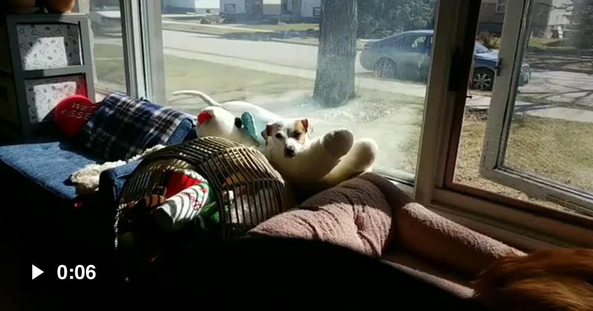 Sunny days make this pupper a happy gal - 9GAG