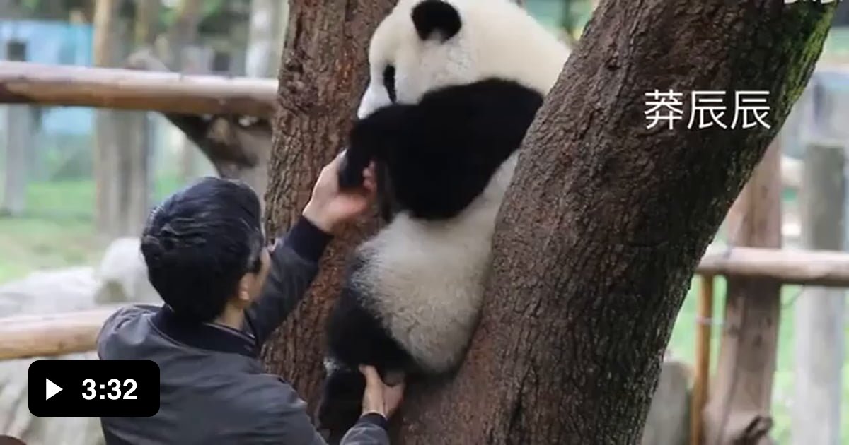 Zookeper tries to convince panda to come home - 9GAG