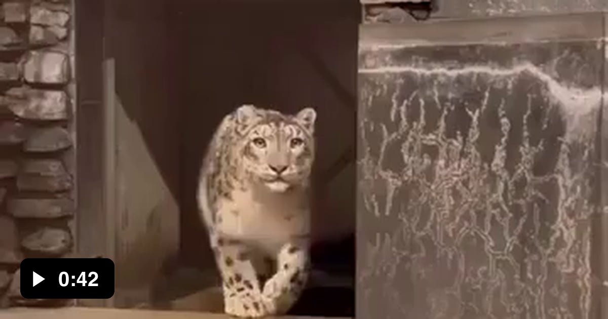 A Snow Leopard Realizing There's Always A Bigger Fish . - 9GAG