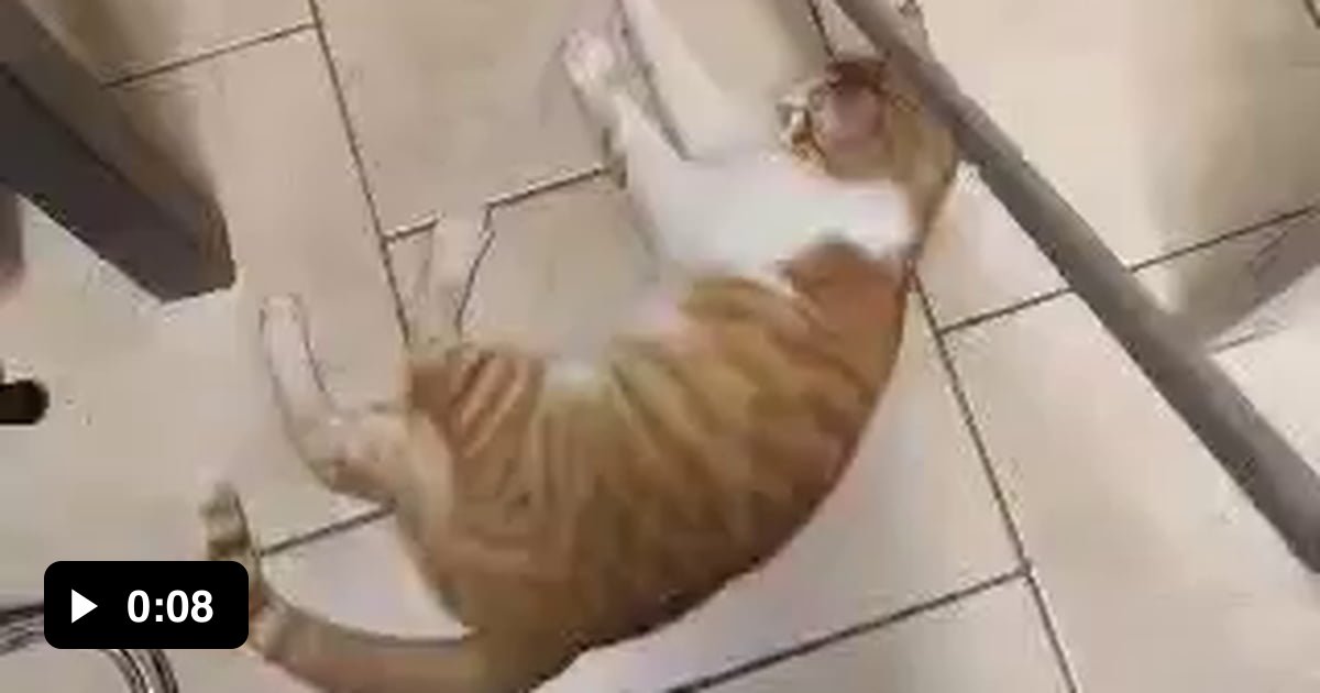 Training hard for the next purrling world championship. - 9GAG