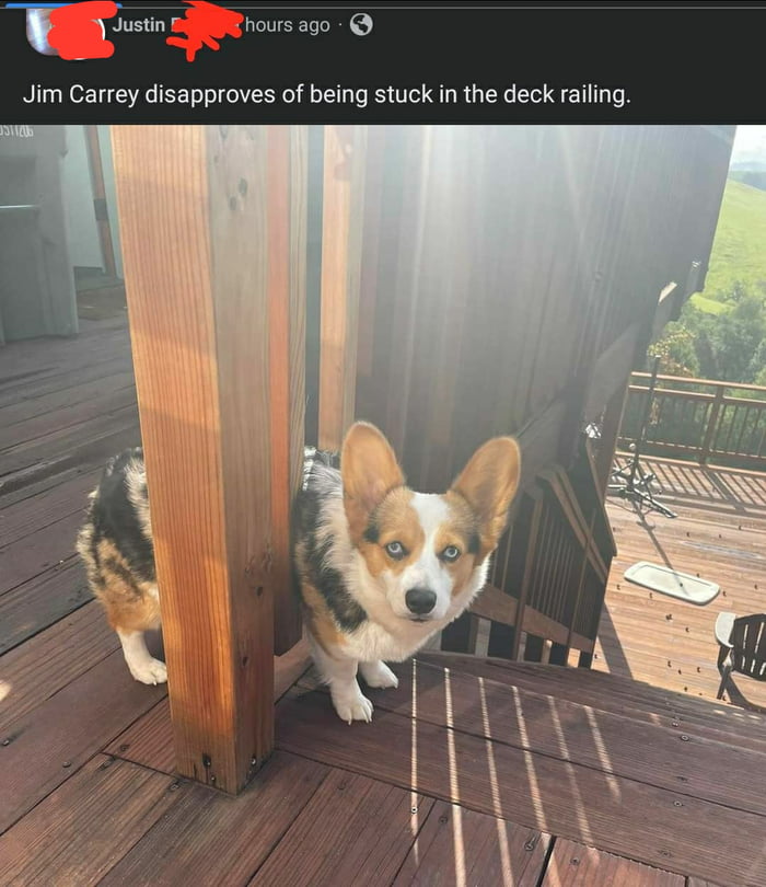 Help me step-pupper, I'm stuck! - 9GAG