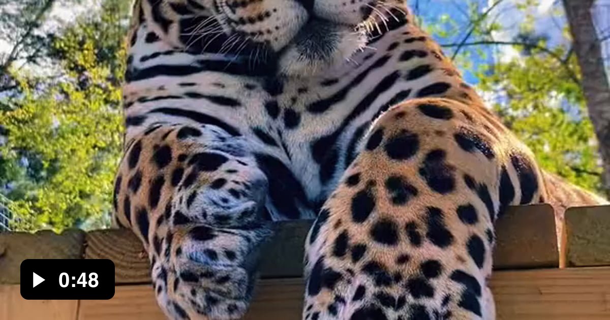 Morning tank loving - 9GAG