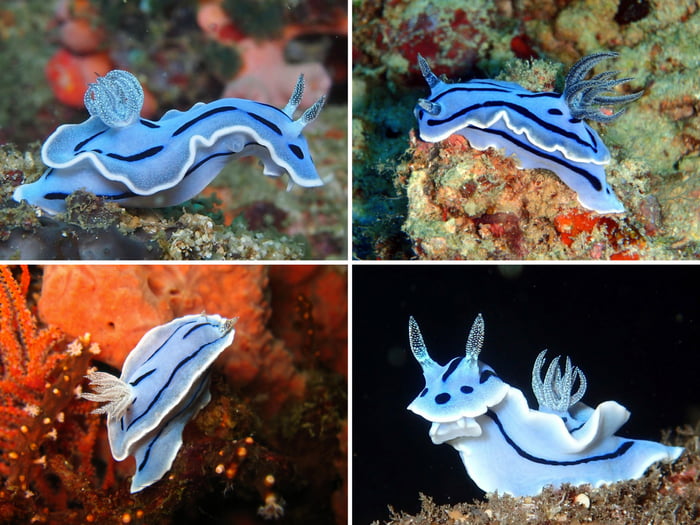 Chromodoris willani is a species of sea slug - 9GAG