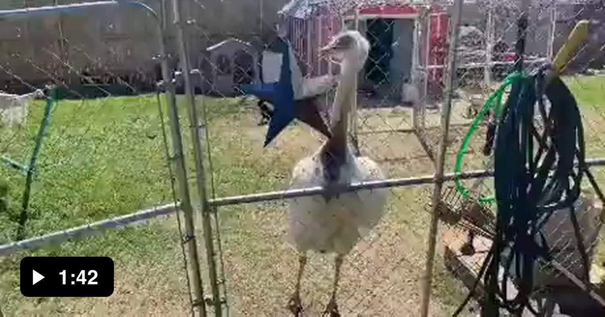 How to defend yourself from Kevin (urban rescue ranch on YT) - 9GAG