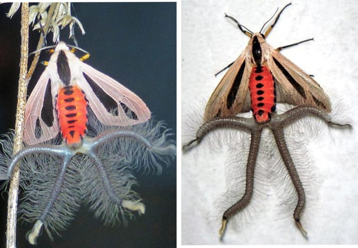 Australian moth. Btw, it flies - 9GAG