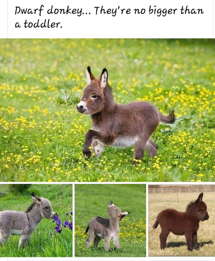Dwarf donkey - 9GAG