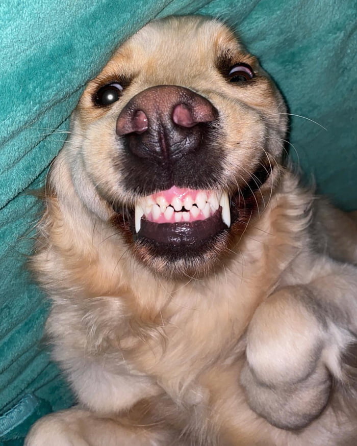 Standard Simba happy face - 9GAG