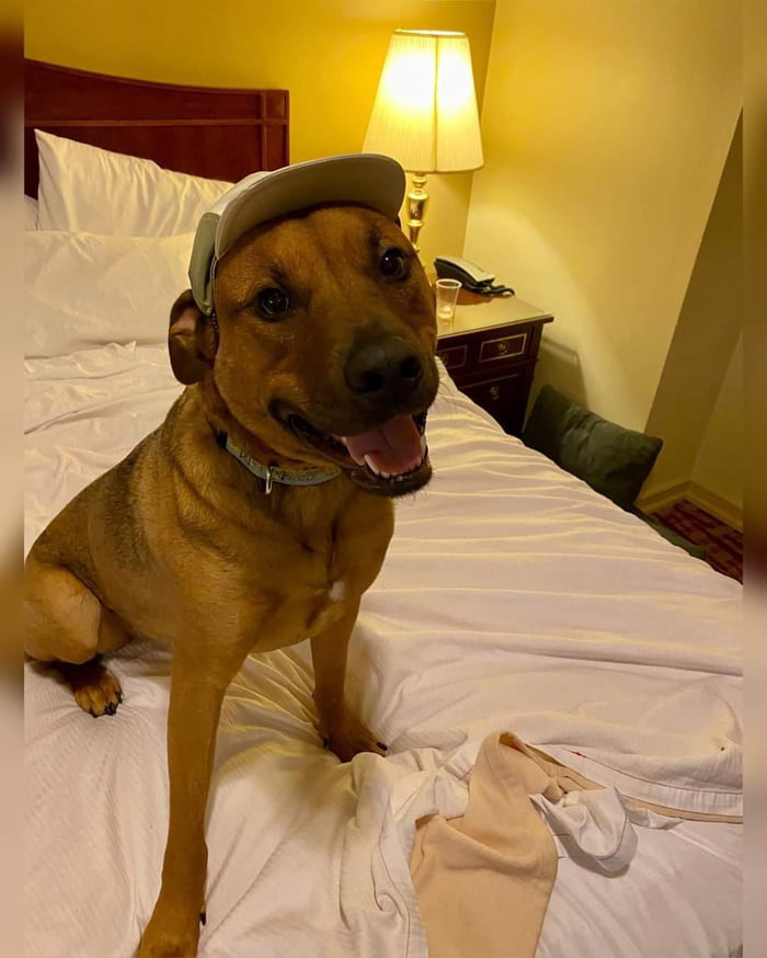 Doggo in hatto - 9GAG