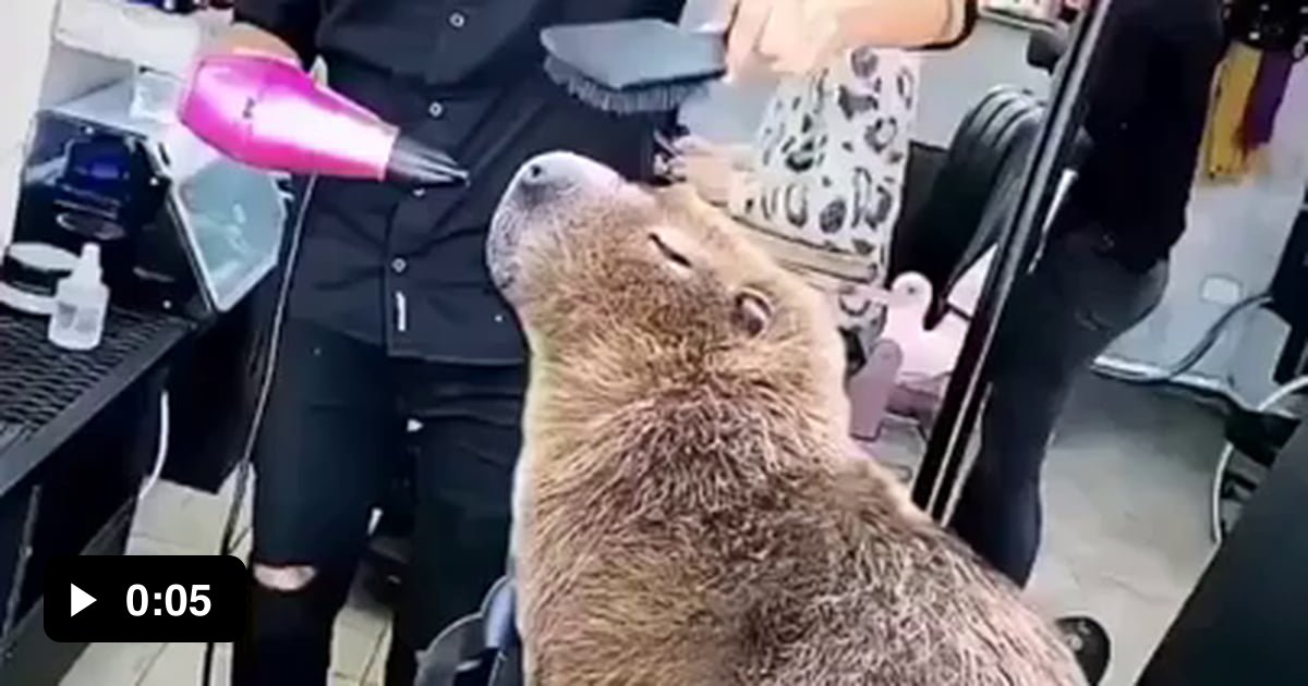 This capybara getting a haircut - 9GAG